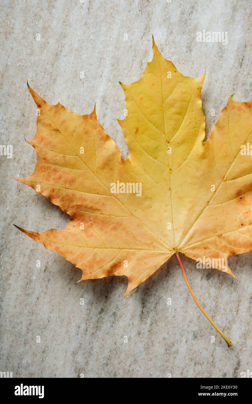 Marble leaf hi-res stock photography and images - Alamy