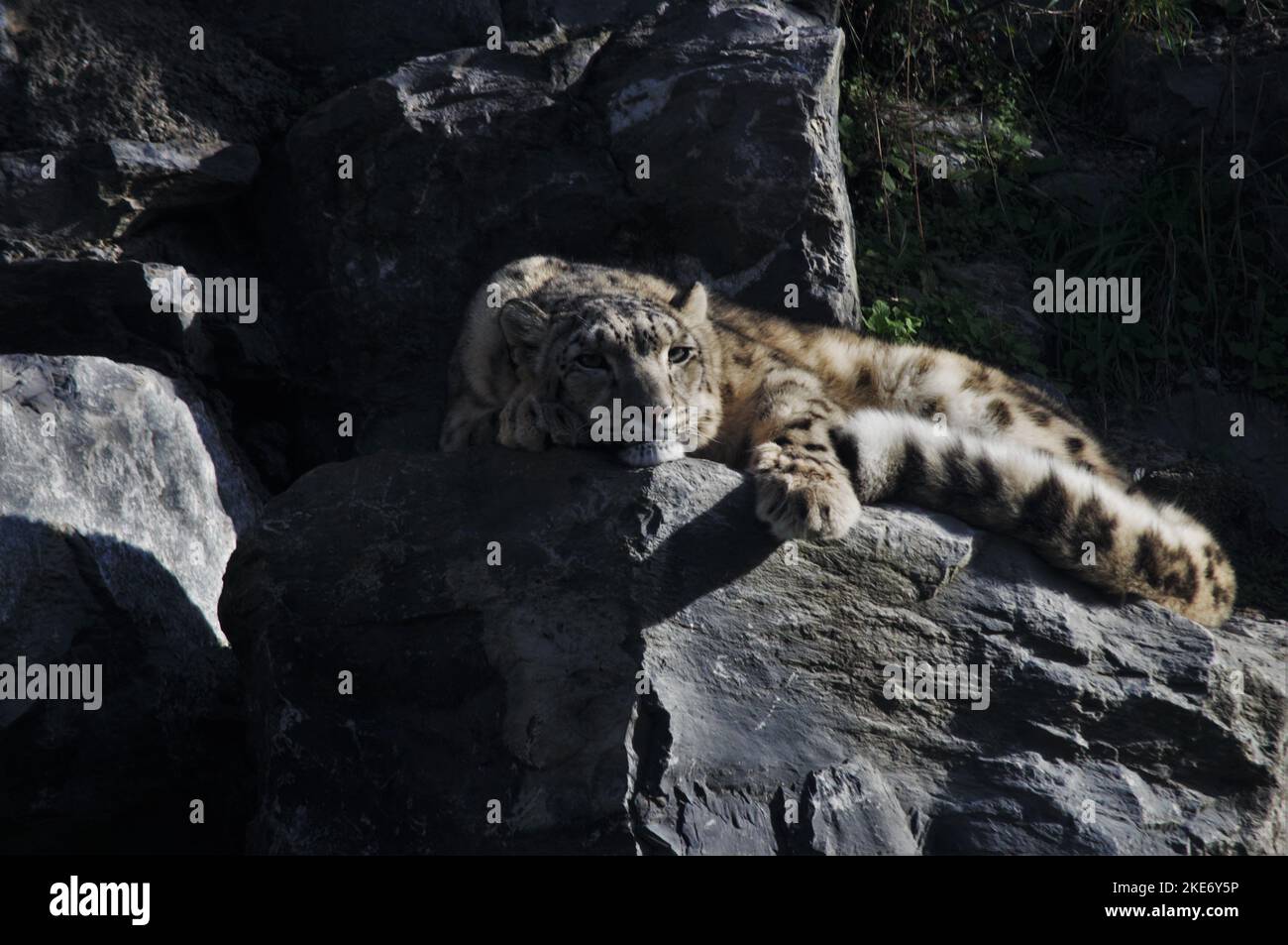 A closeup of a beautiful wild snow leopard resting on stones in a zoo Stock Photo - Alamy