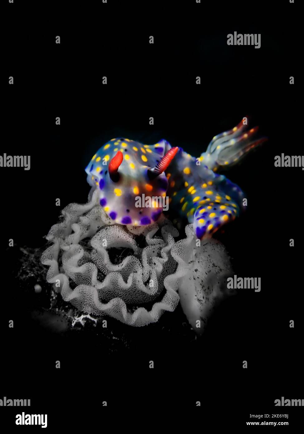 A vertical shot of a soft-bodied Nudibranch with blue and yellow spots ...