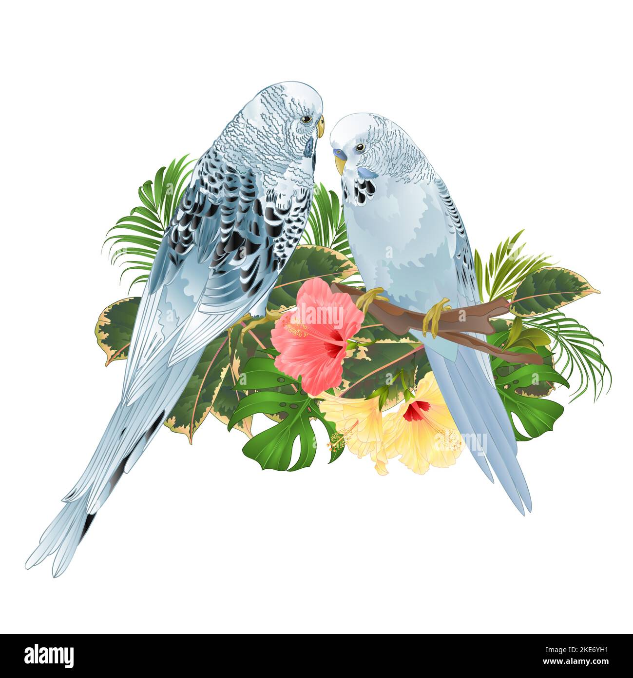 Parakeets on the branch Stock Vector Images - Alamy
