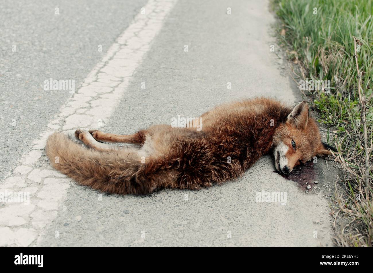 Fox in the city Stock Photo - Alamy