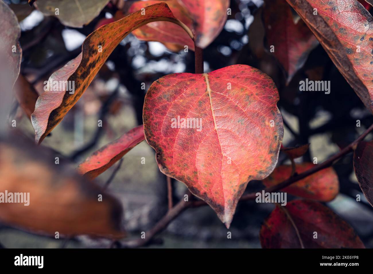 Red leaves hanging on a persimmon tree changing color in autumn season ...