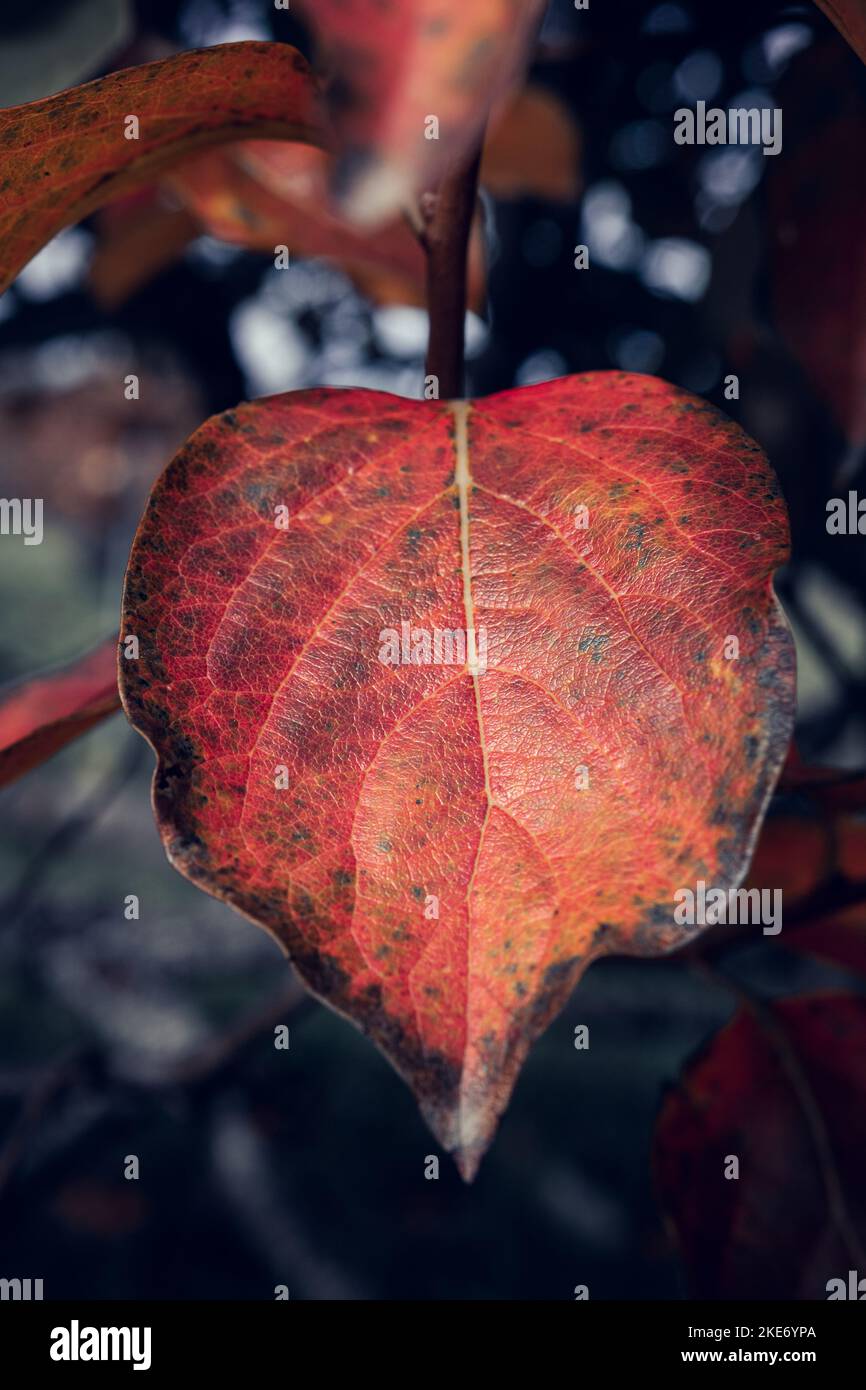 Close-up of leaf of a persimmon tree changing color in autumn season ...