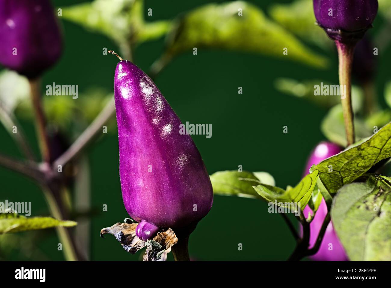 Chili peruvian purple capsicum frutescens hi-res stock photography and ...