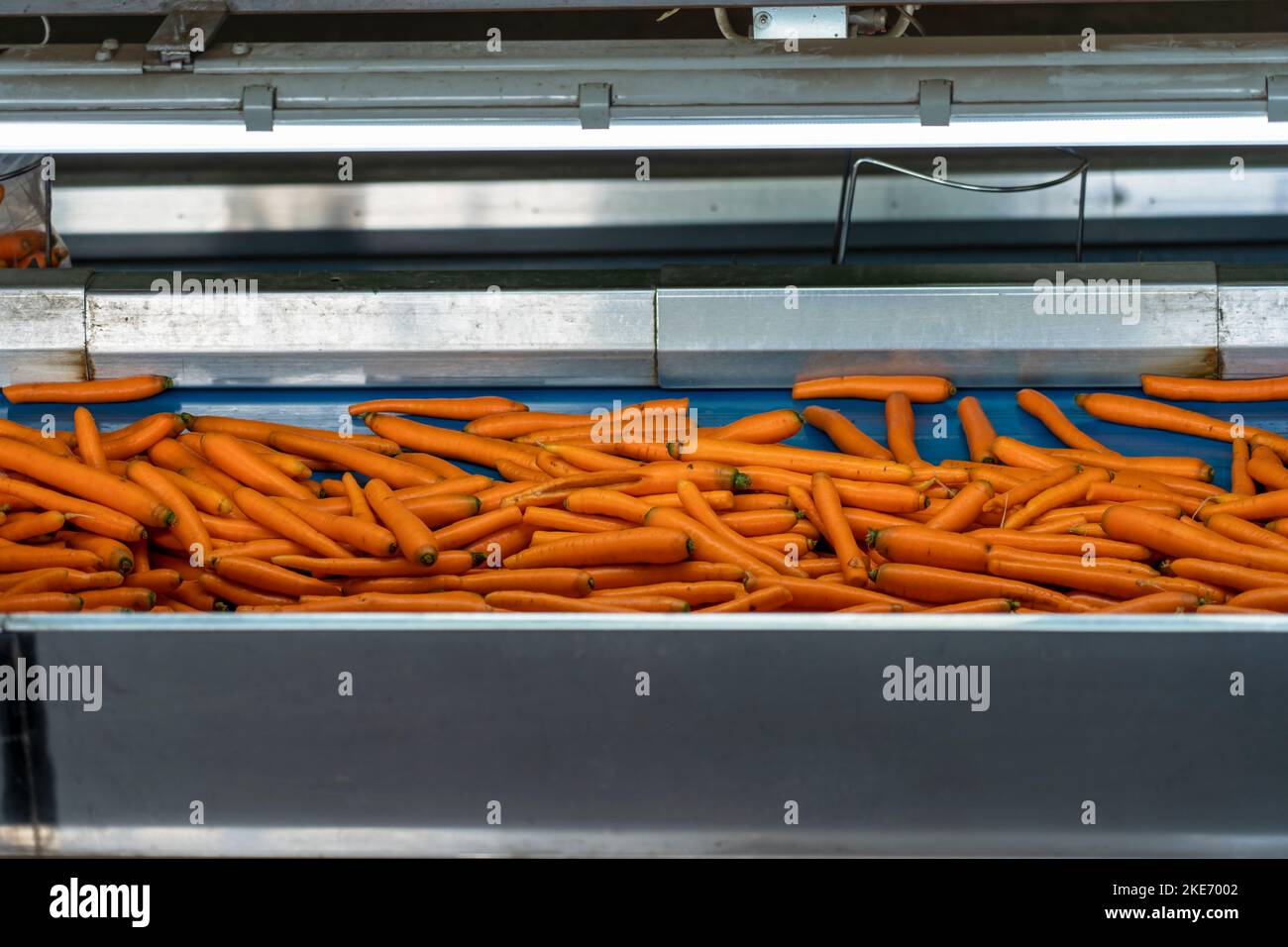 Washed Carrots Moving on Blue Conveyor Belt in Packing House Prior ...
