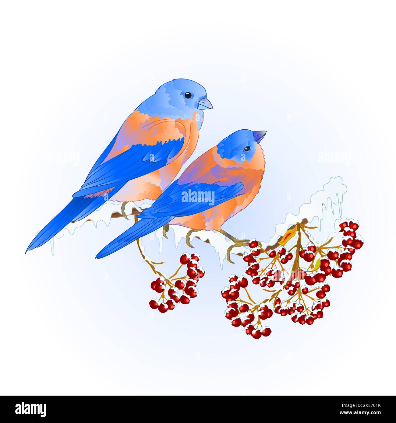 Eastern bluebird on flower Stock Vector Images - Alamy