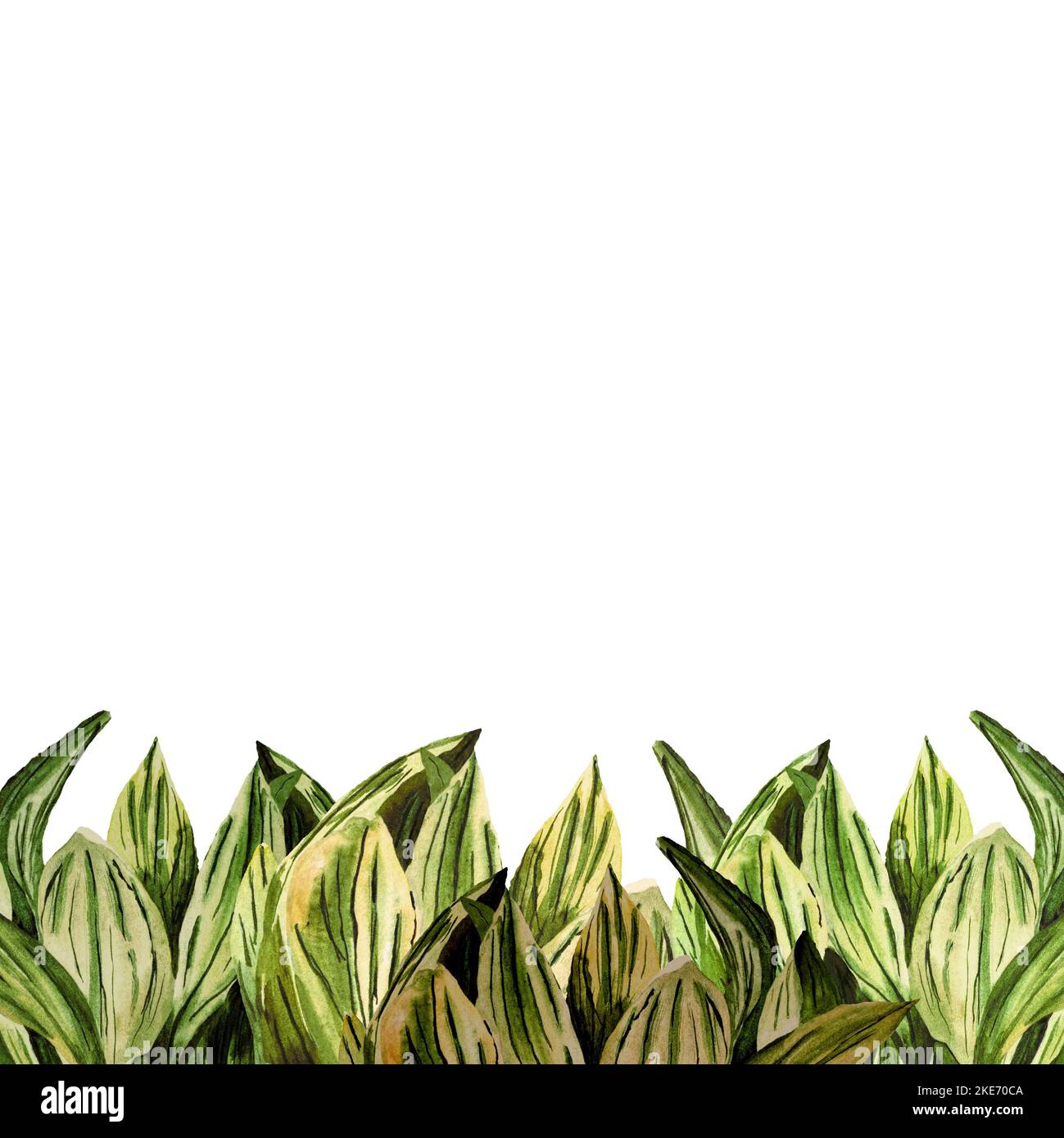 Green leaf border hi-res stock photography and images - Alamy