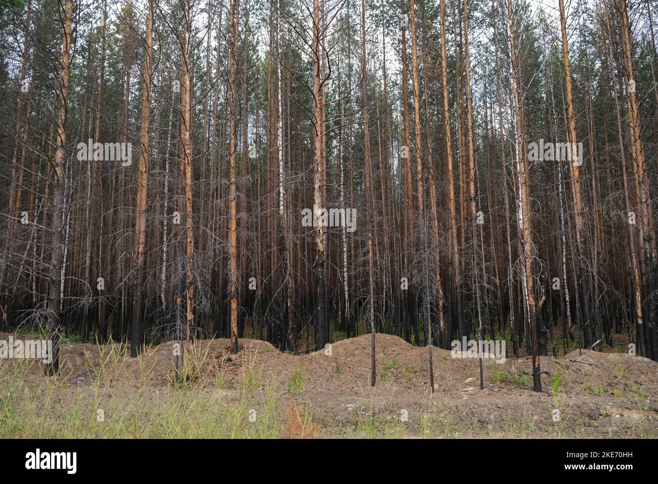 Pine forest after a large-scale fire. Landscape of a burnt forest. Dead ...