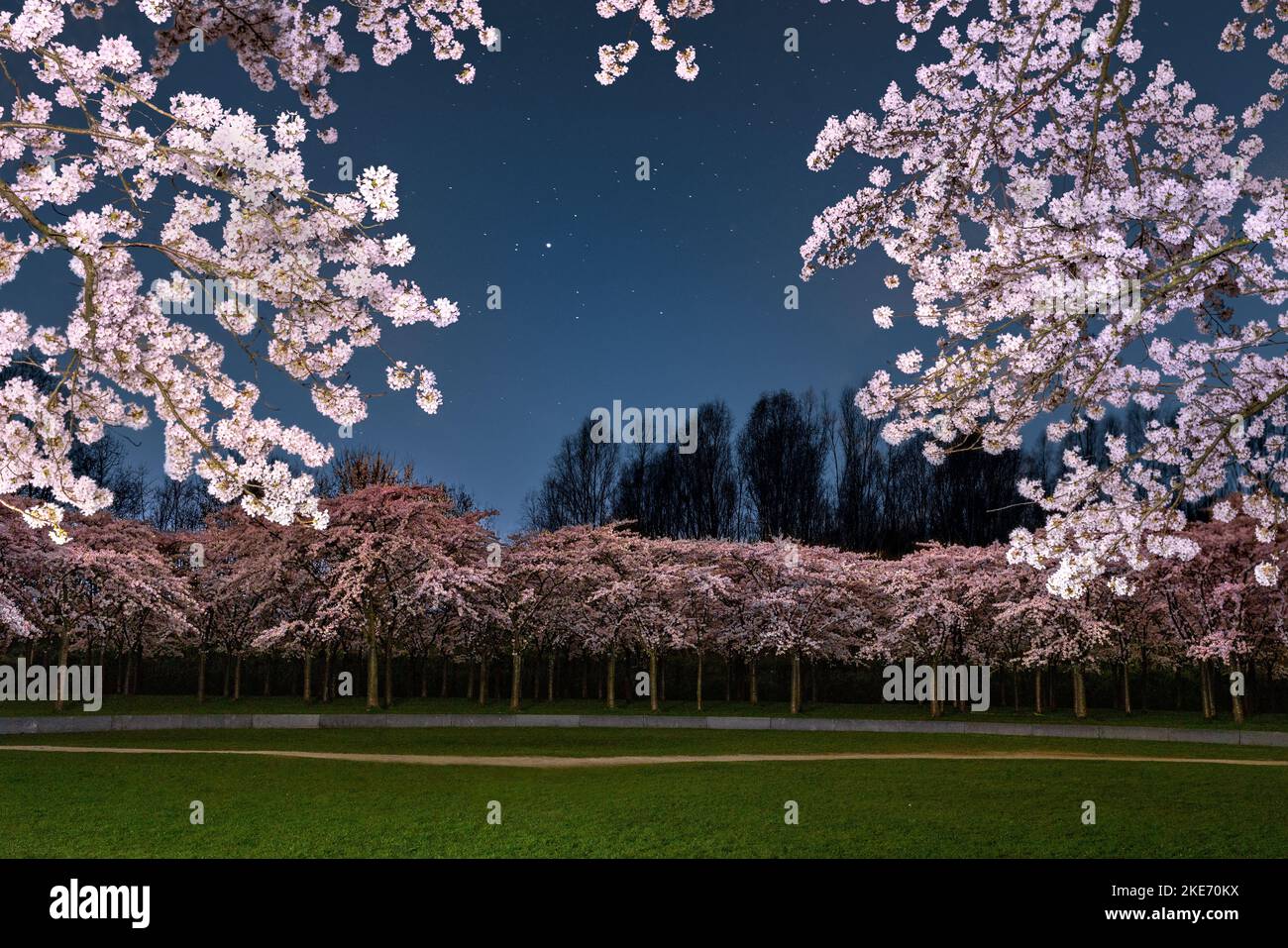 Cherry blossoms of Bloesempark photographed at night with the stars in ...