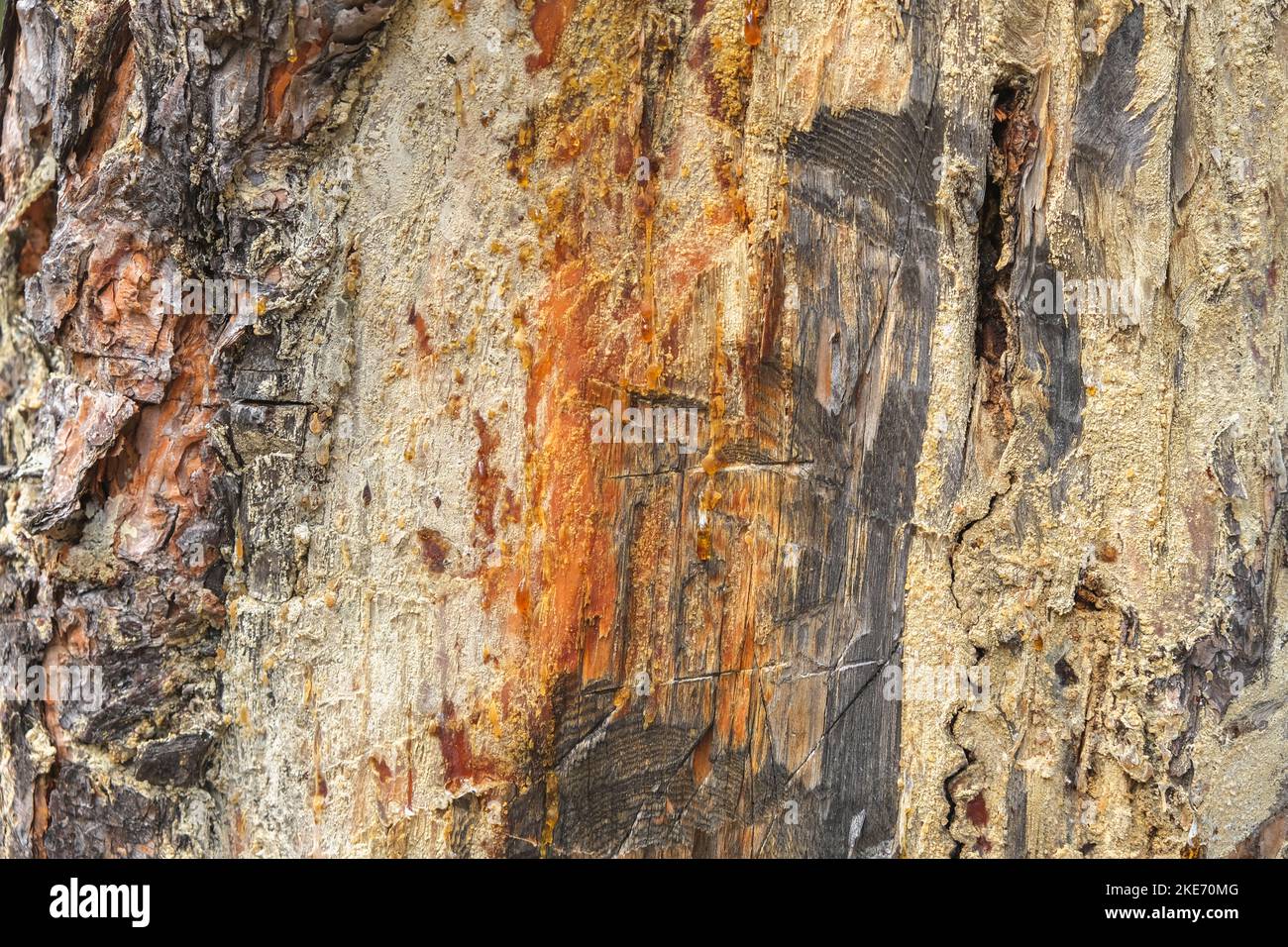 Wood resin coming out of wood. Tree sap coming out of a pine tree ...