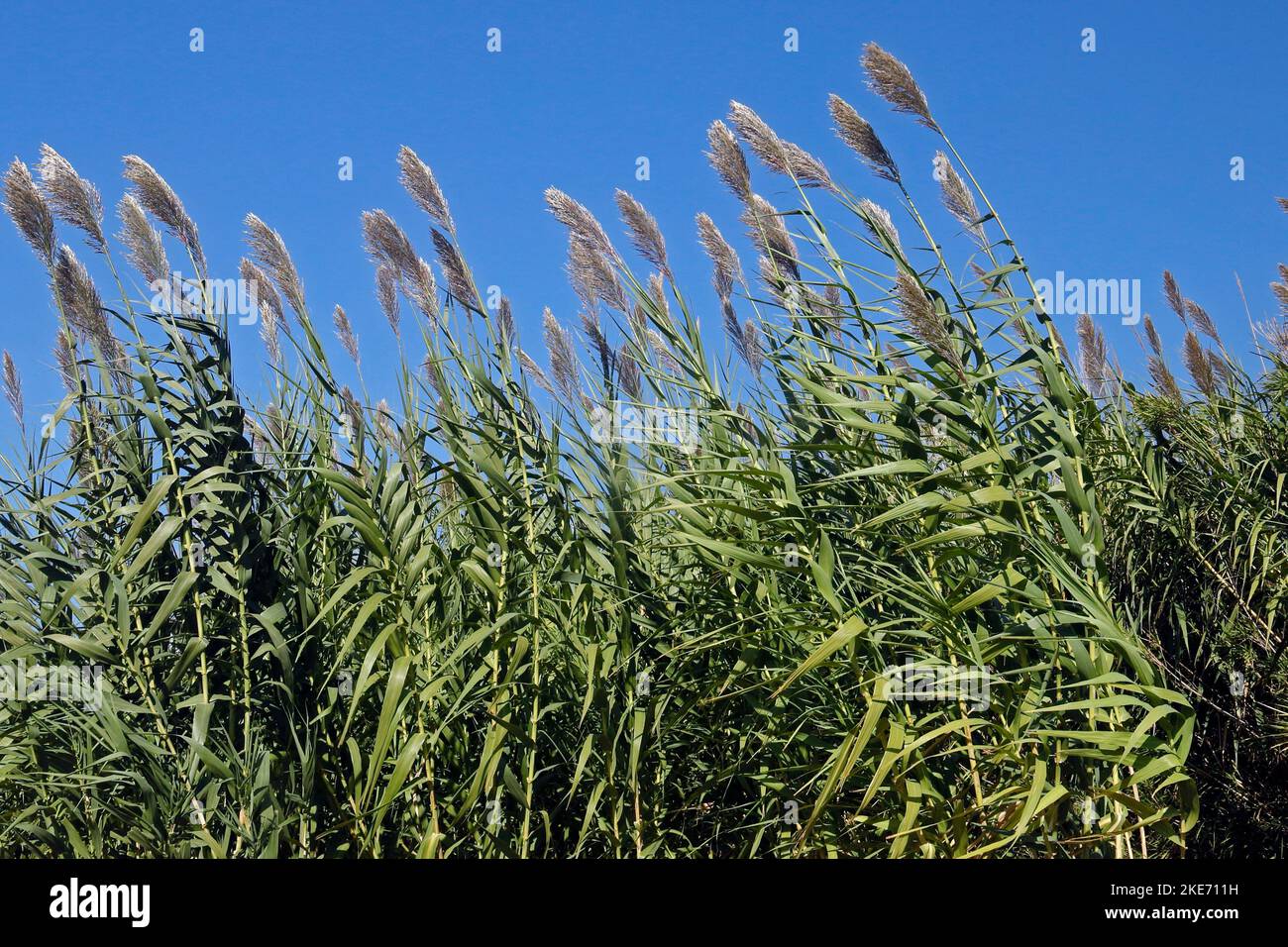 Wetland tall grasses hi-res stock photography and images - Alamy