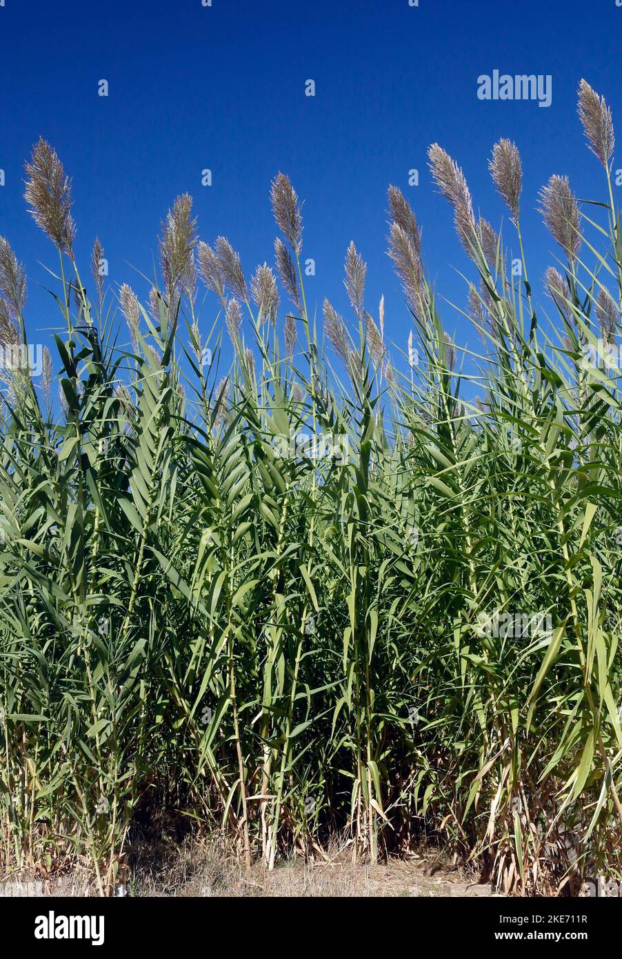 Tall reeds blowing in the wind. Lesbos island. September 2022. Autumn ...
