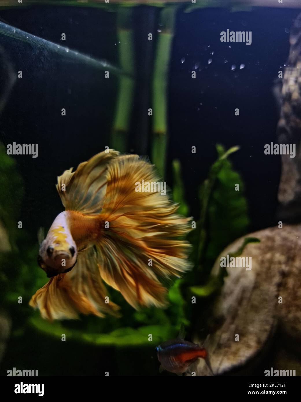 A Siamese fighting fish (Betta splendens) swimming in a plant decorated ...