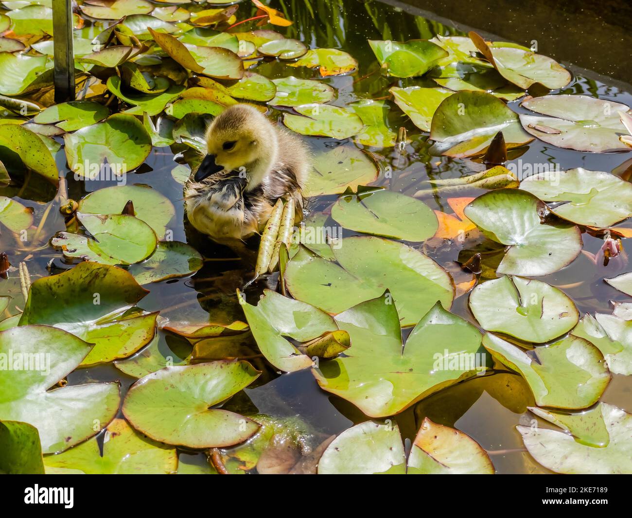 baby wild goose swimming in small pond in park Stock Photo - Alamy