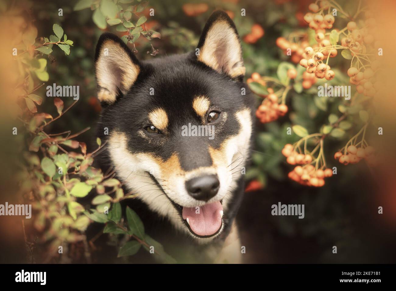 Shiba Inu Portrait Stock Photo - Alamy