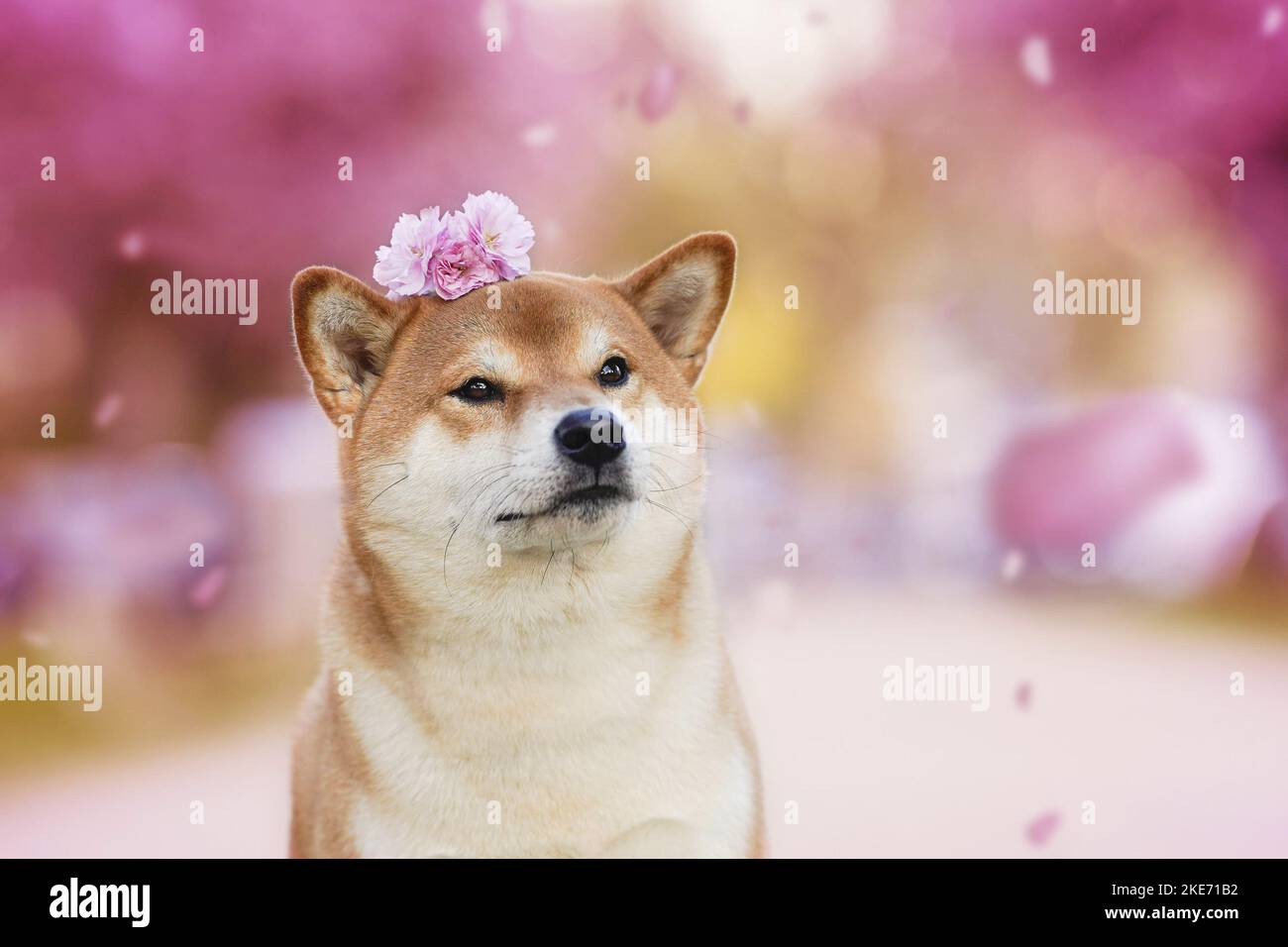 Shiba Inu Portrait Stock Photo - Alamy