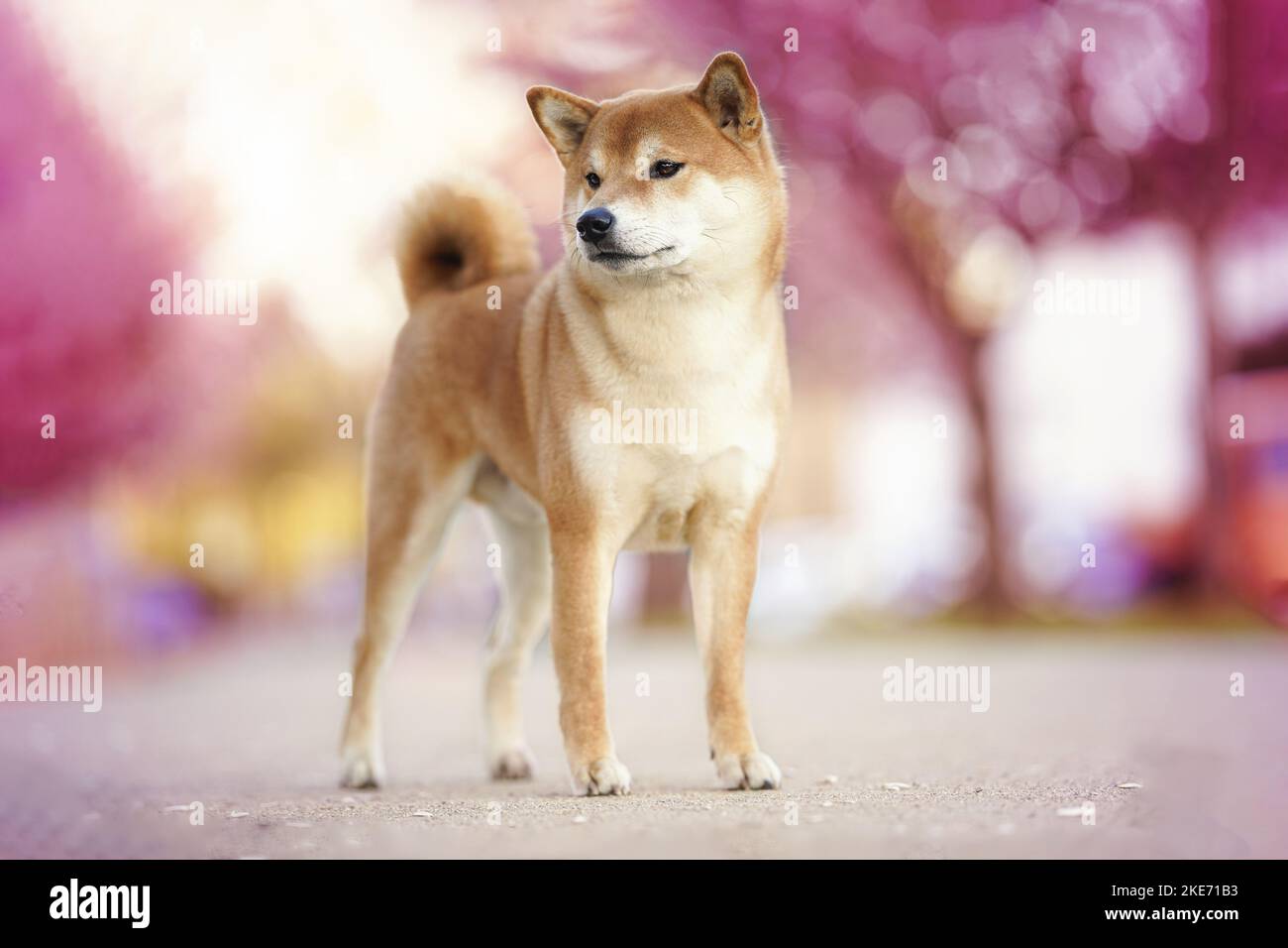 Shiba inu dog stands hi-res stock photography and images - Alamy