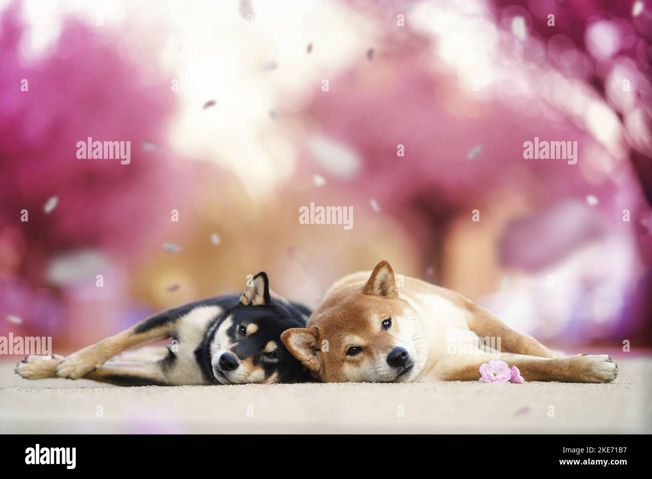 2 Shiba Inus Stock Photo - Alamy
