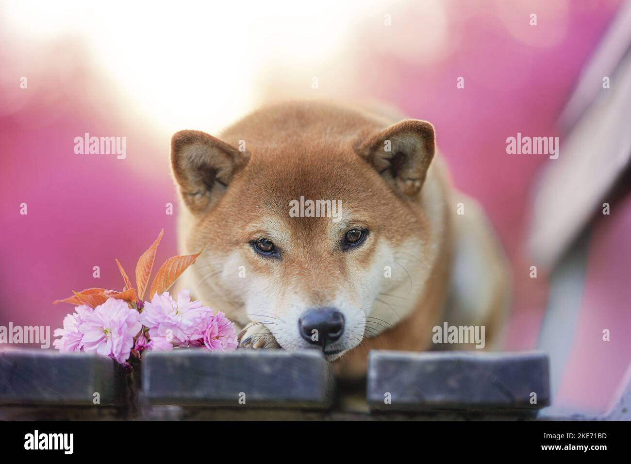 lying Shiba Inu Stock Photo - Alamy