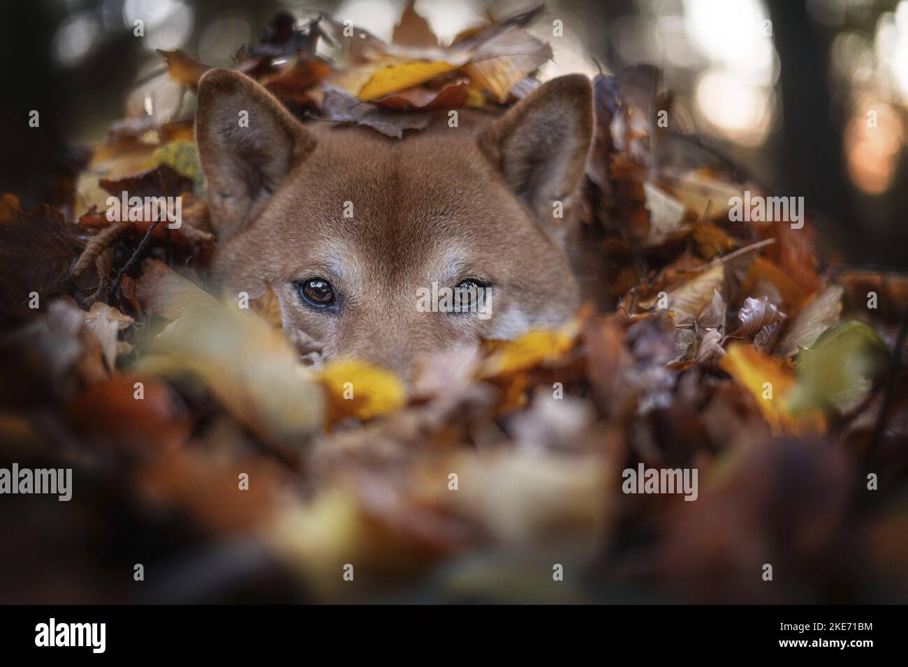 Shiba Inu Portrait Stock Photo - Alamy