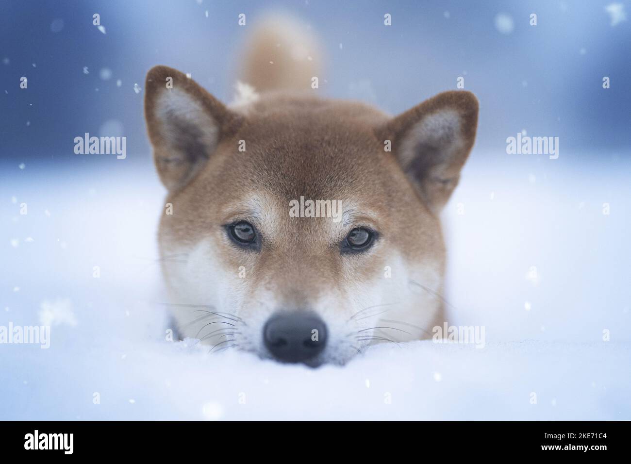 Shiba Inu Portrait Stock Photo - Alamy