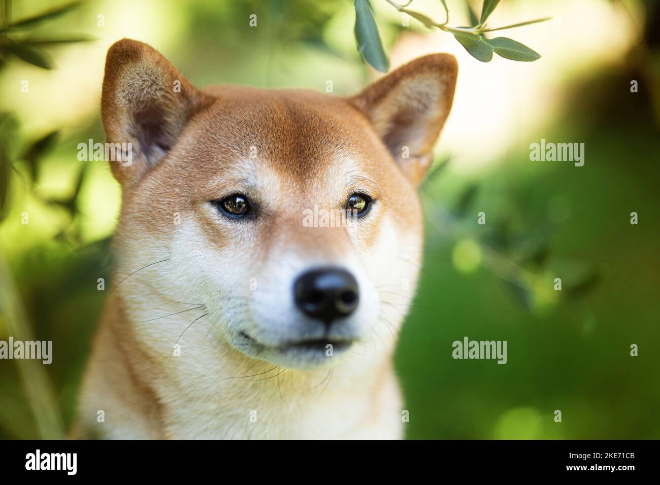 Shiba Inu Portrait Stock Photo - Alamy