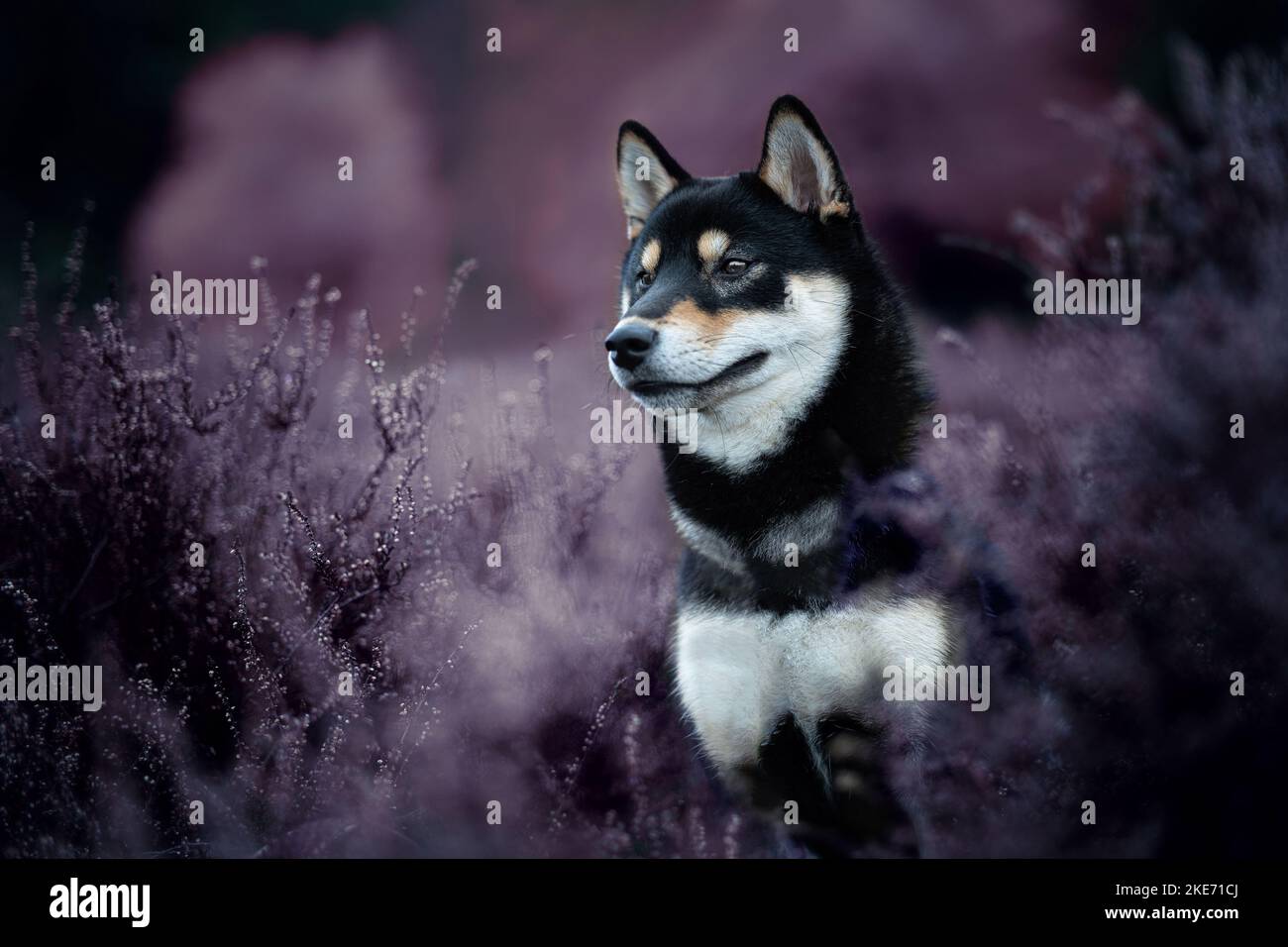 Shiba Inu Portrait Stock Photo - Alamy