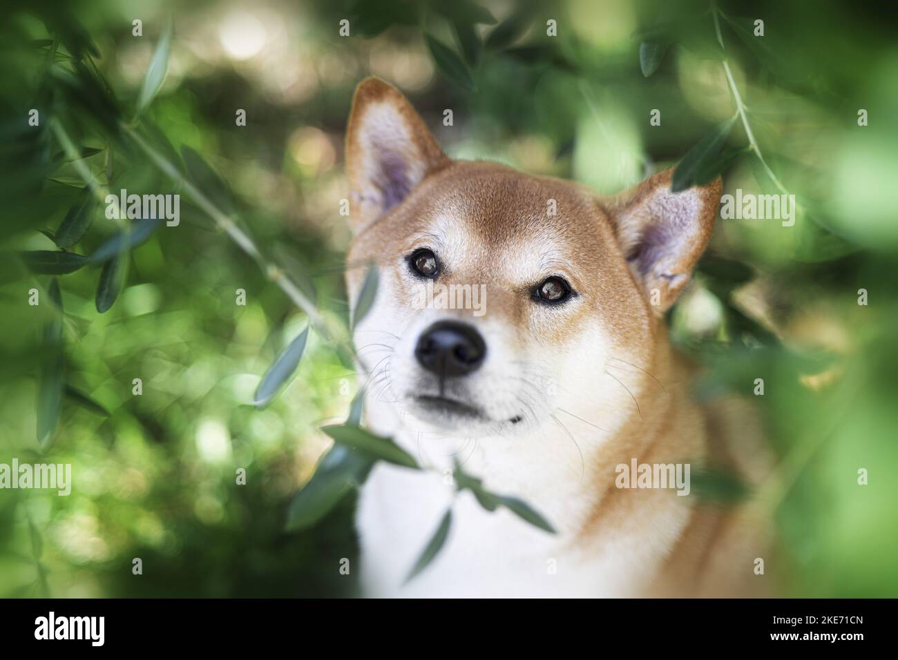 Shiba Inu Portrait Stock Photo - Alamy