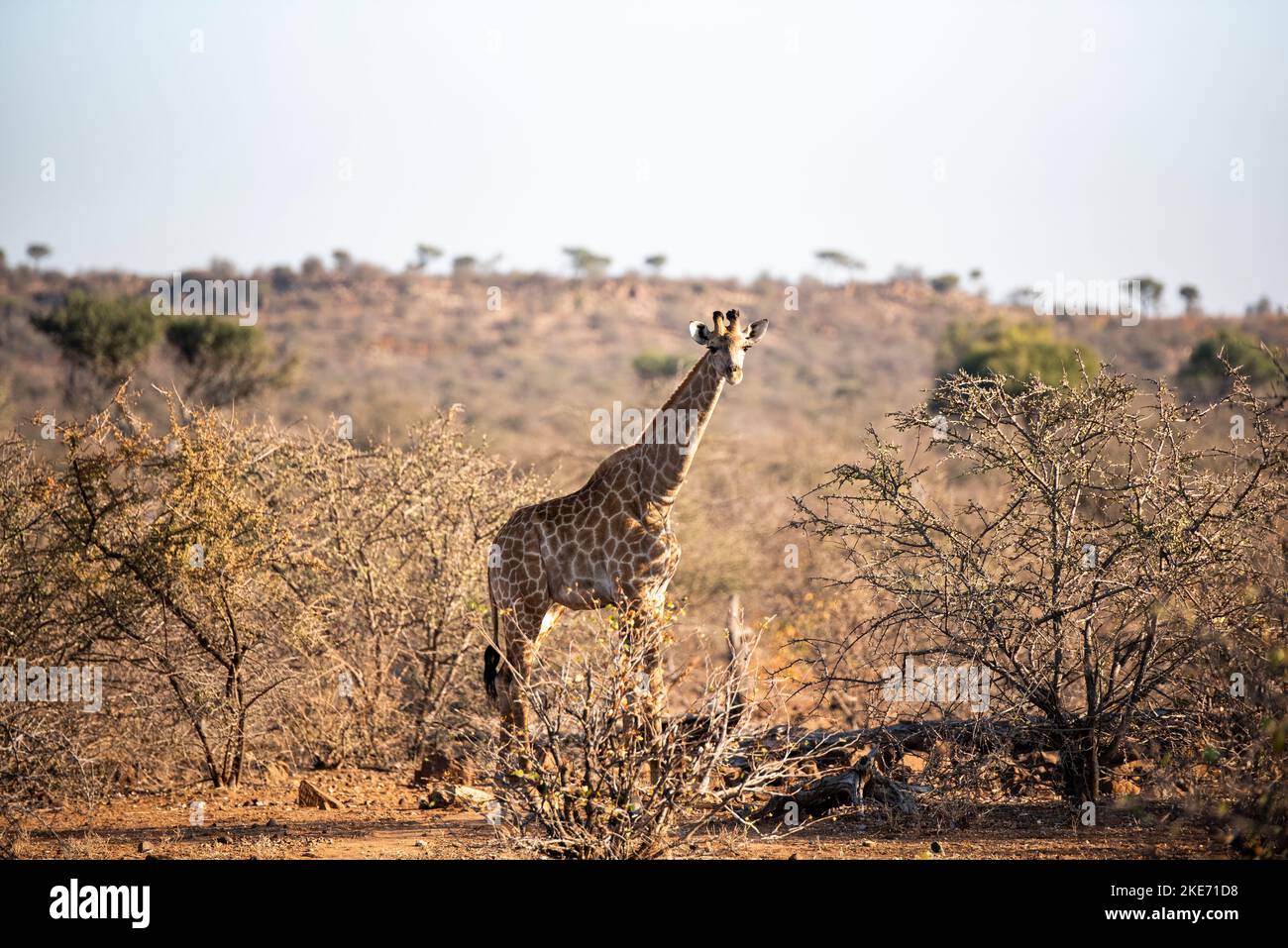 A giraffe in the wild on a sunny day Stock Photo - Alamy