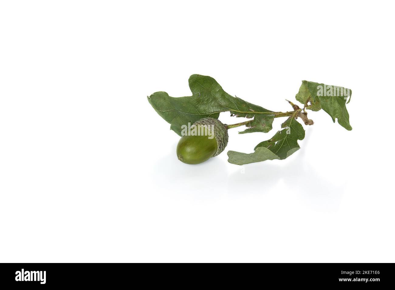 Acorn with leaf against white background (isolated Stock Photo - Alamy