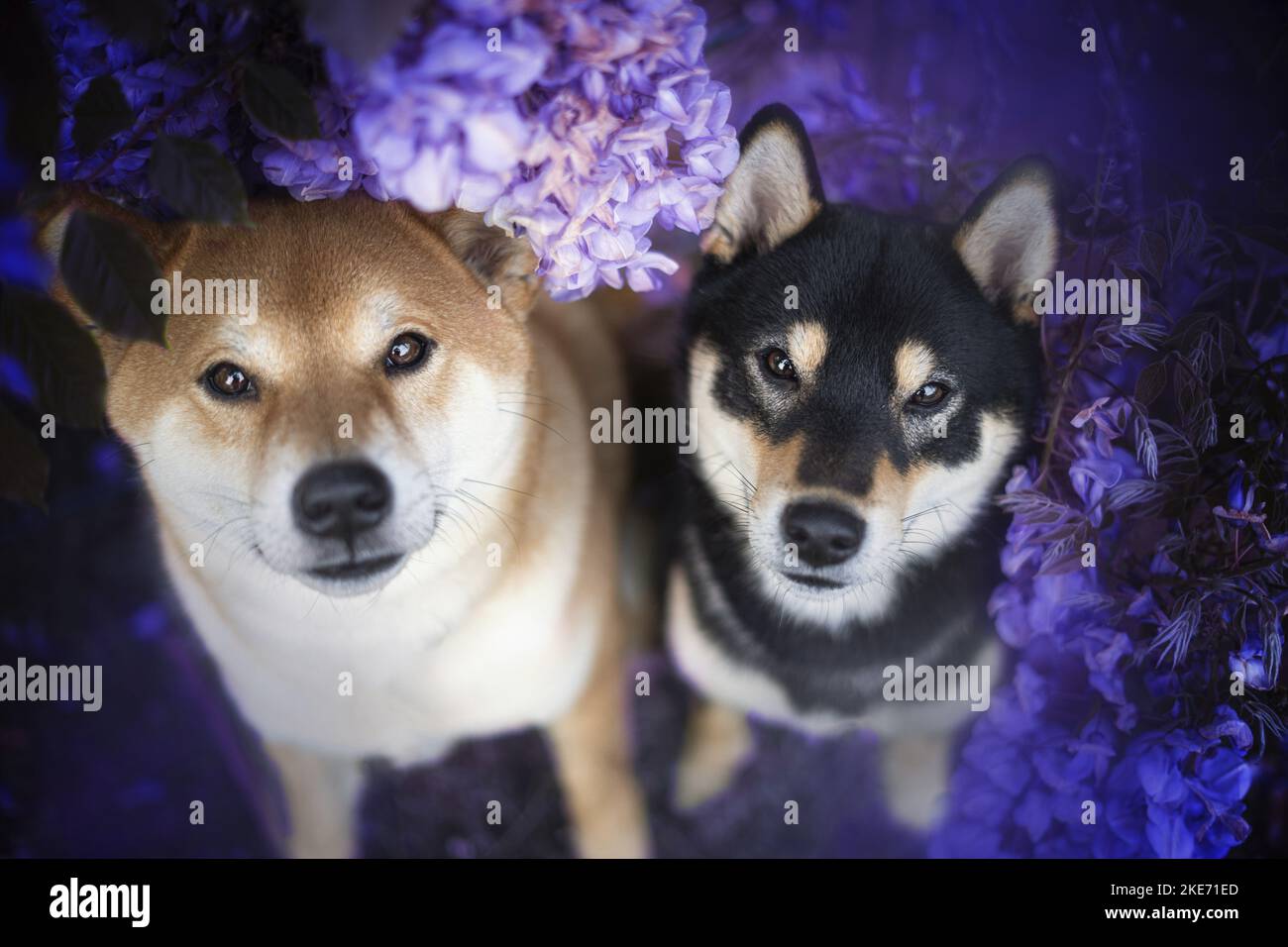 Two sitting shiba inu hi-res stock photography and images - Alamy