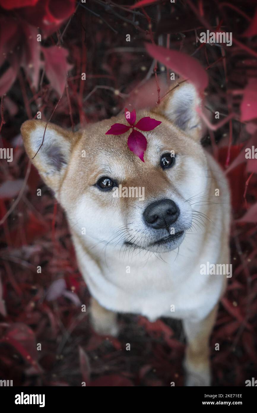 Sitting shiba inu hi-res stock photography and images - Alamy