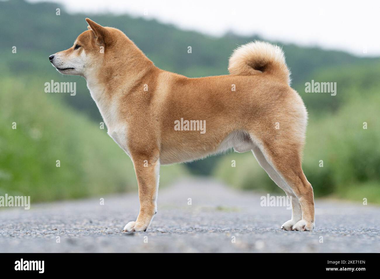 Shiba side profile hi-res stock photography and images - Alamy