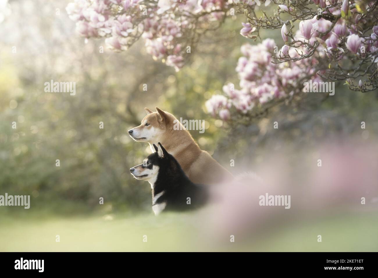 2 Shiba Inus Stock Photo - Alamy
