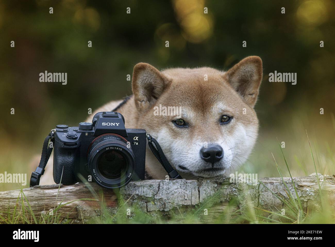 lying Shiba Inu Stock Photo - Alamy