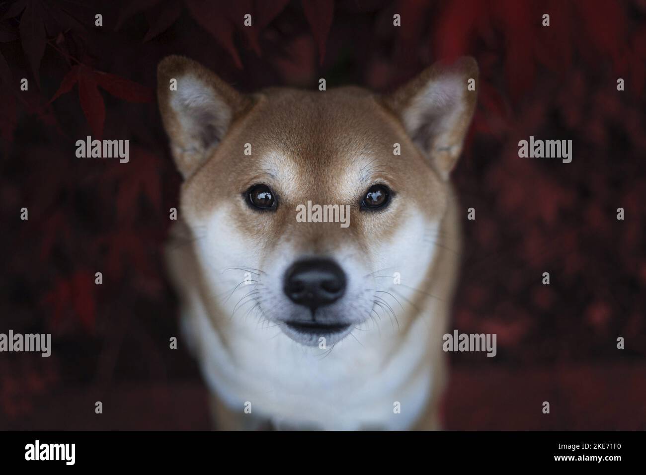 Shiba Inu Portrait Stock Photo - Alamy