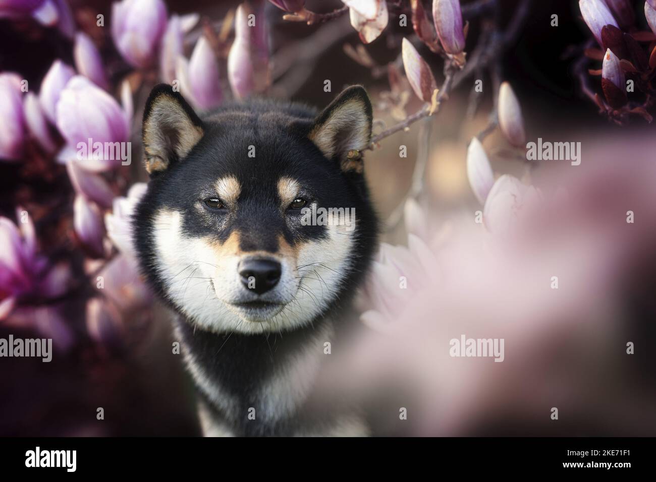 Shiba Inu Portrait Stock Photo - Alamy