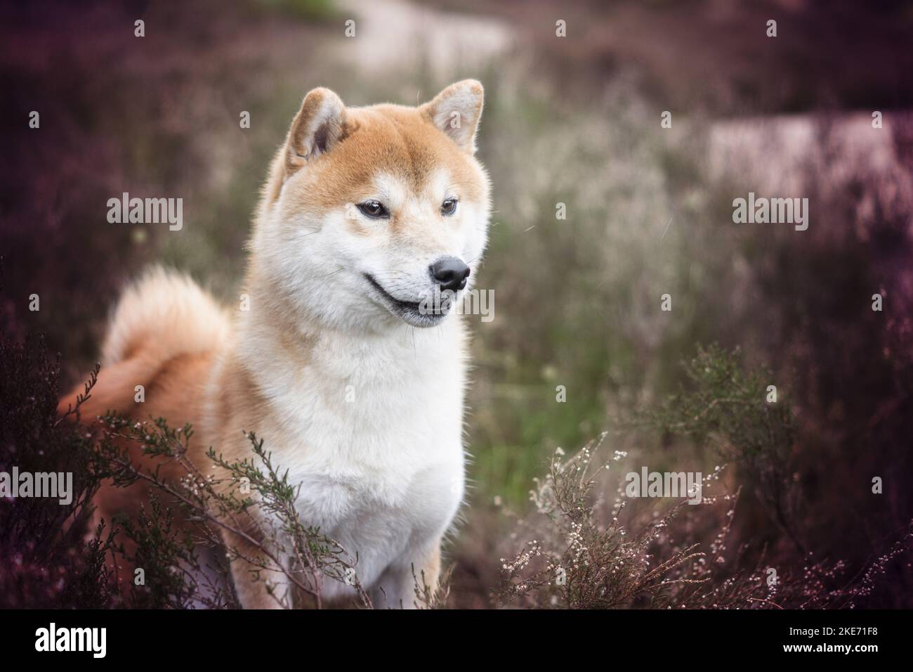 Shiba Inu Portrait Stock Photo - Alamy