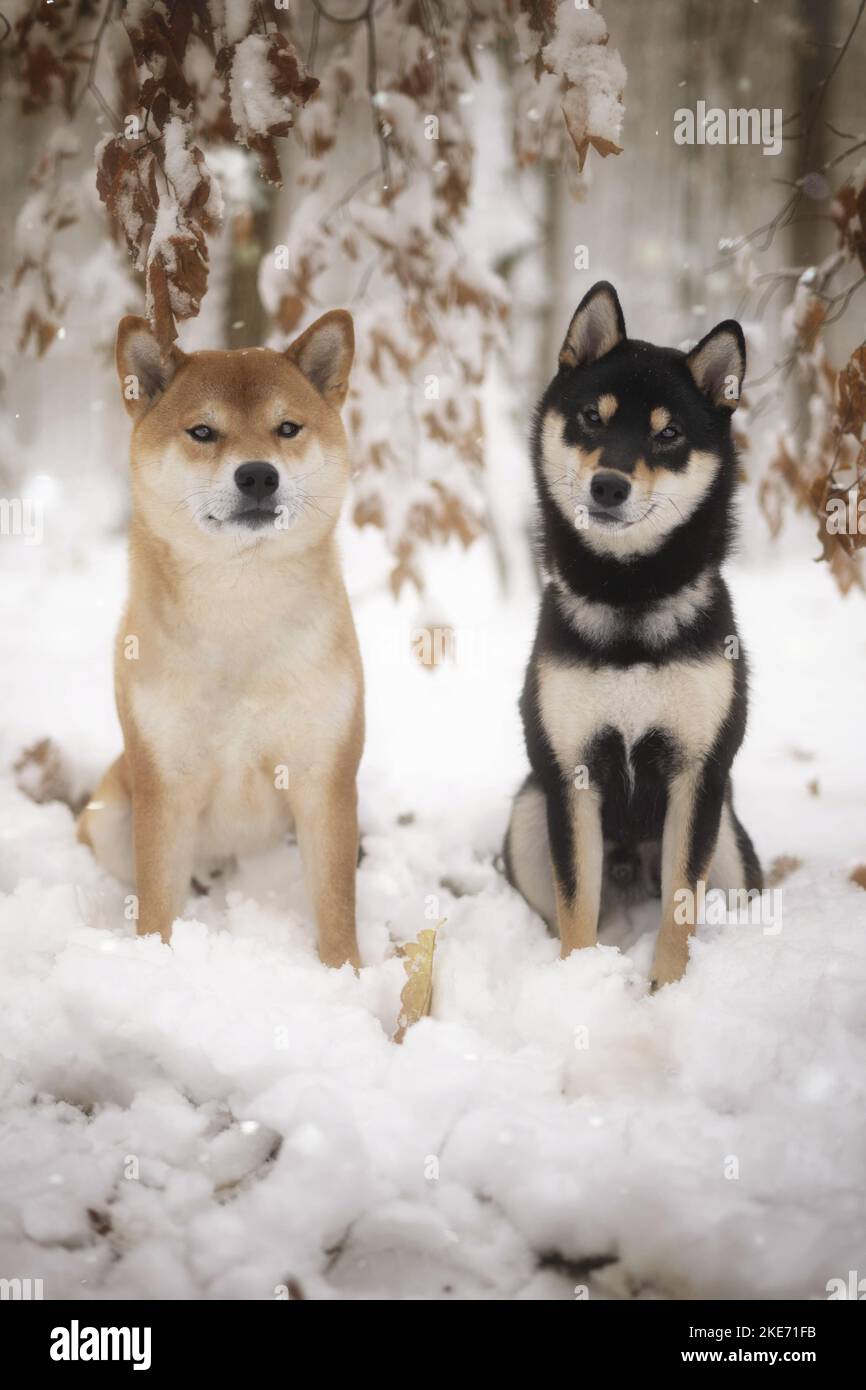 2 Shiba Inus Stock Photo - Alamy