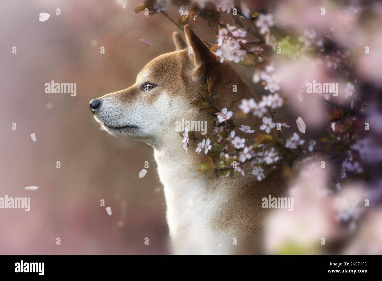 Shiba Inu Portrait Stock Photo - Alamy