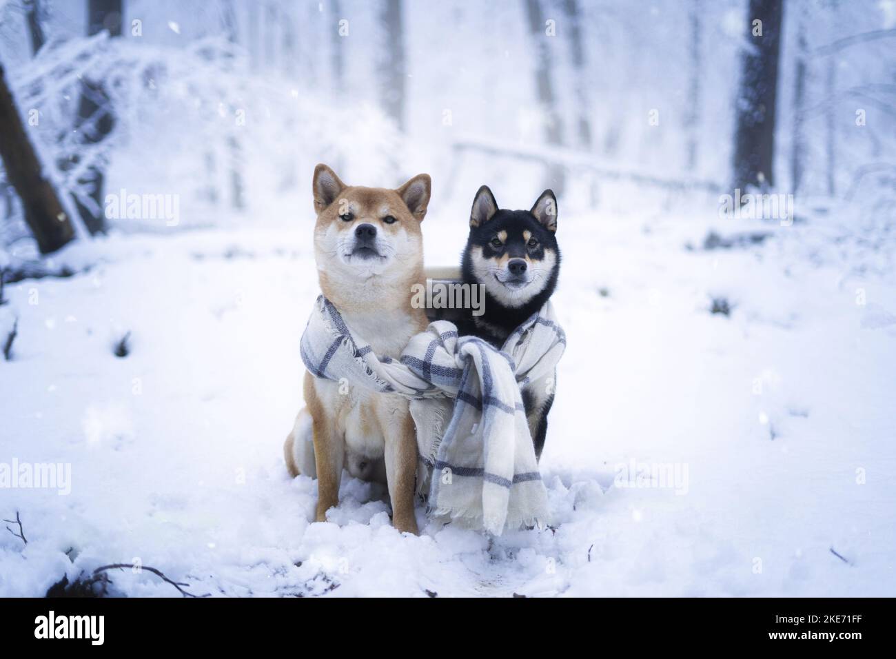 2 Shiba Inus Stock Photo - Alamy