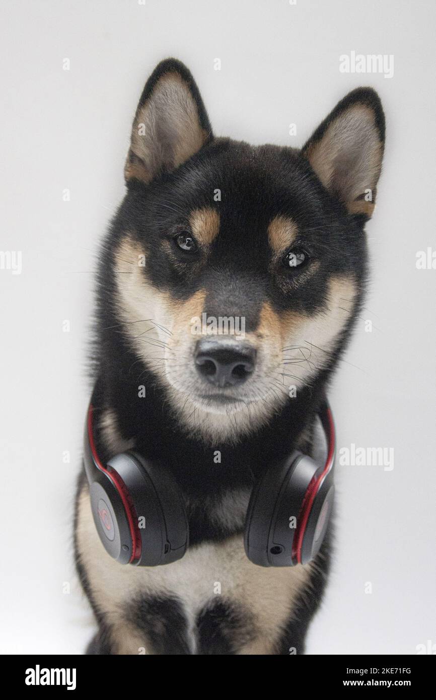 Shiba Inu Portrait Stock Photo - Alamy
