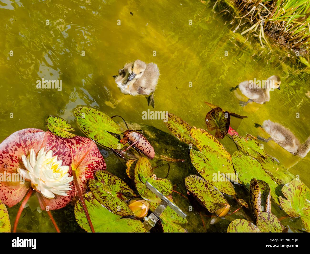 baby wild goose swimming in small pond in park Stock Photo - Alamy