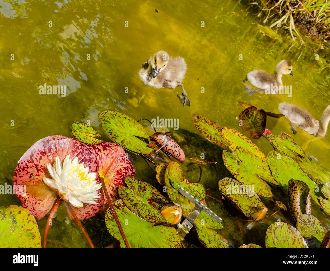 baby wild goose swimming in small pond in park Stock Photo - Alamy