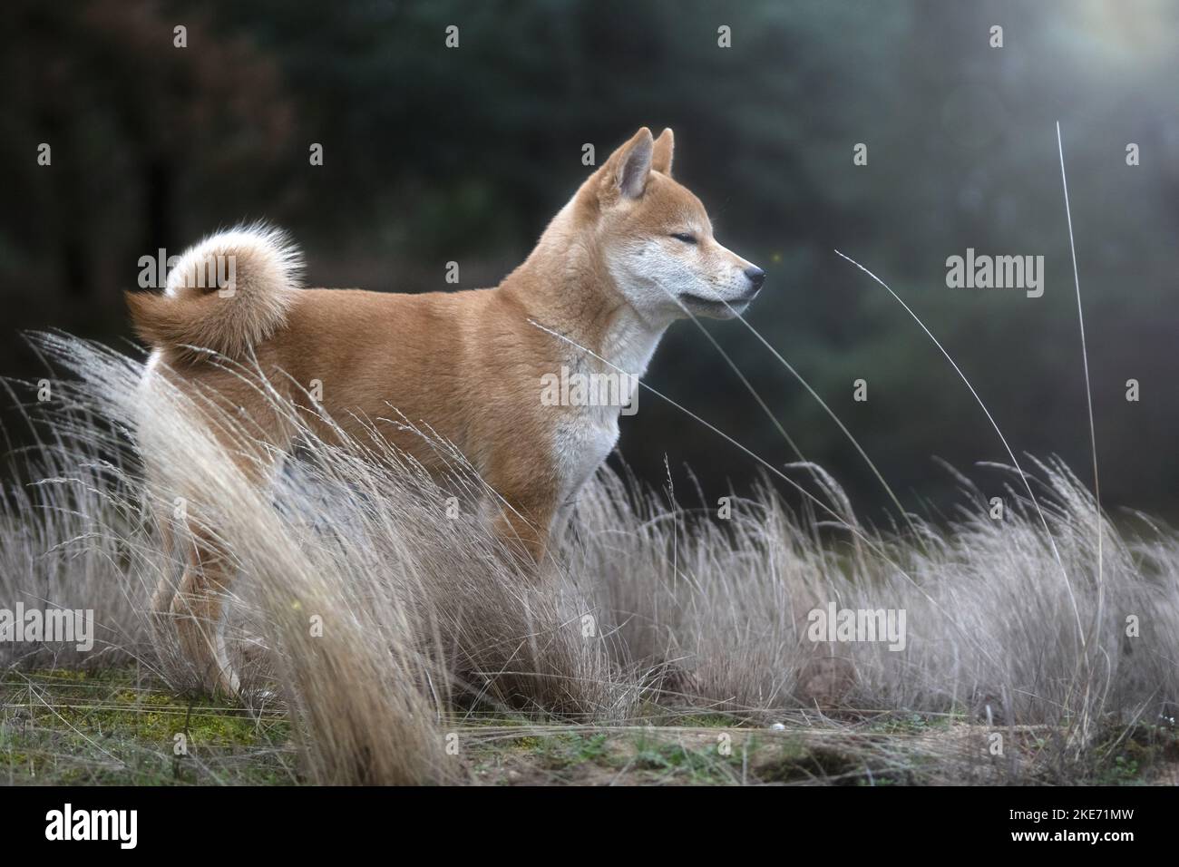 young Shiba Inu Stock Photo - Alamy