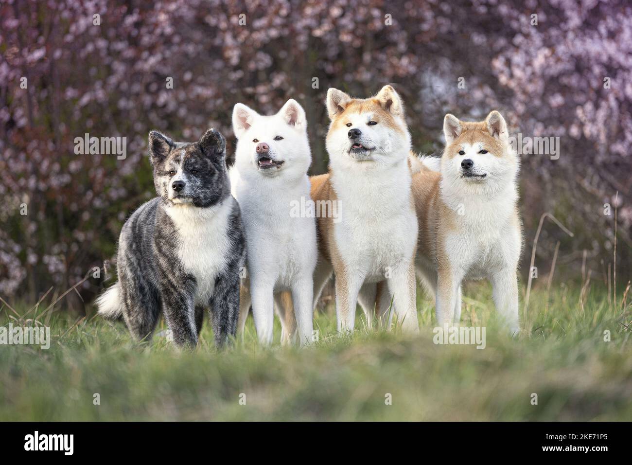 4 Akita Inus Stock Photo - Alamy