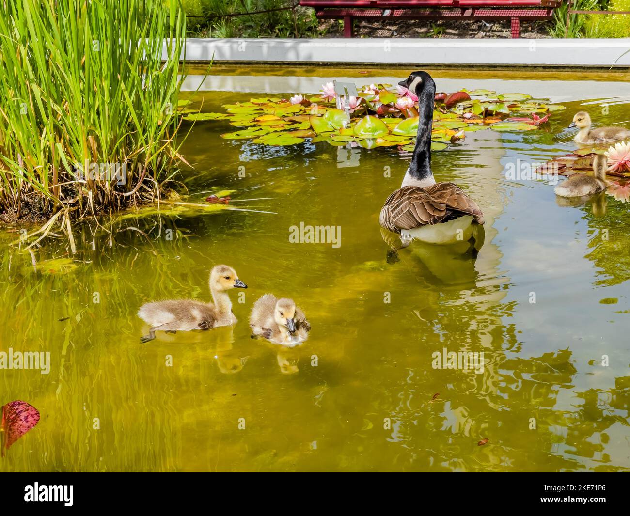 baby wild goose swimming in small pond in park Stock Photo - Alamy
