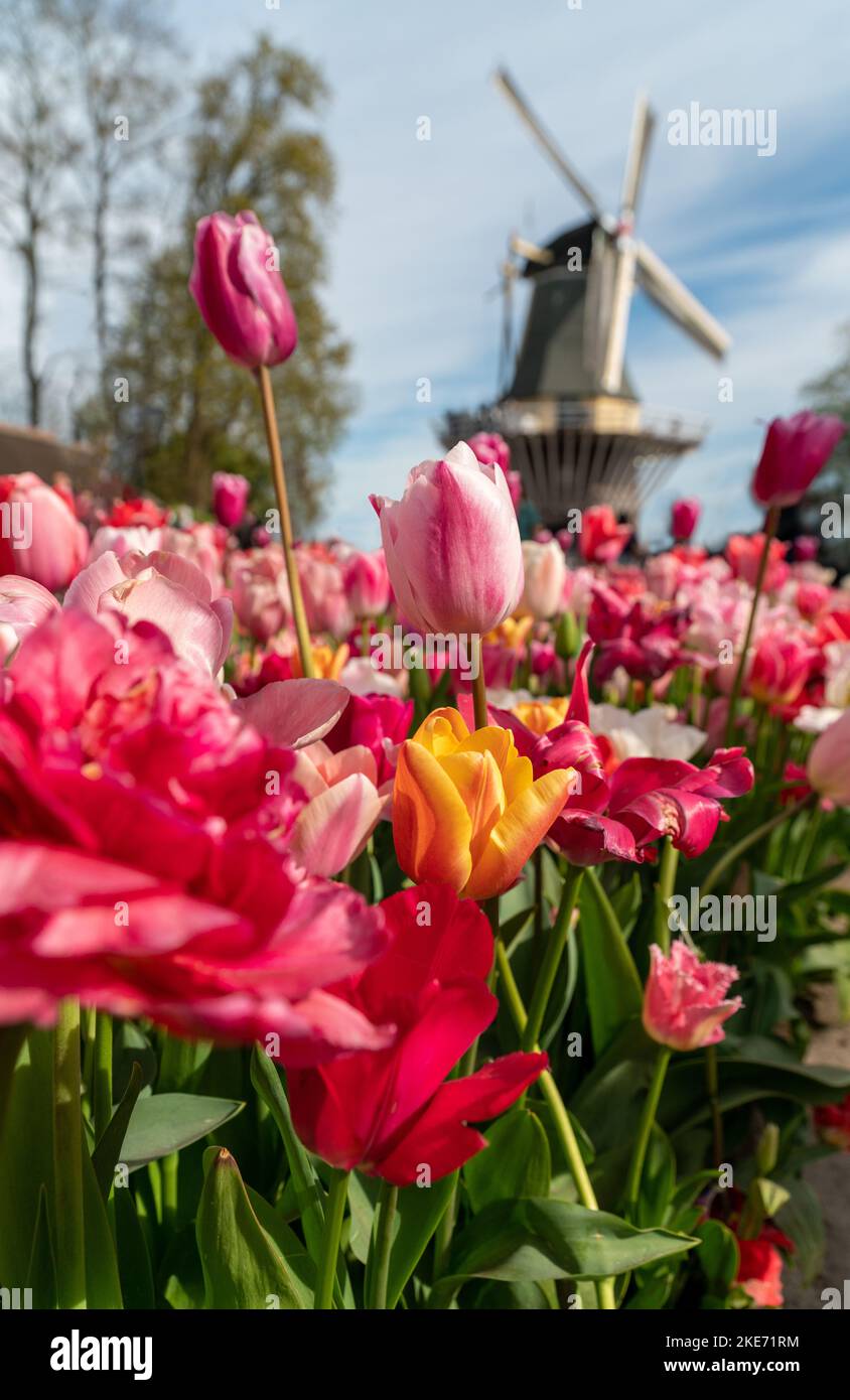 Colourful, bright tulip flowers in the Keukenhof Gardens, in The ...