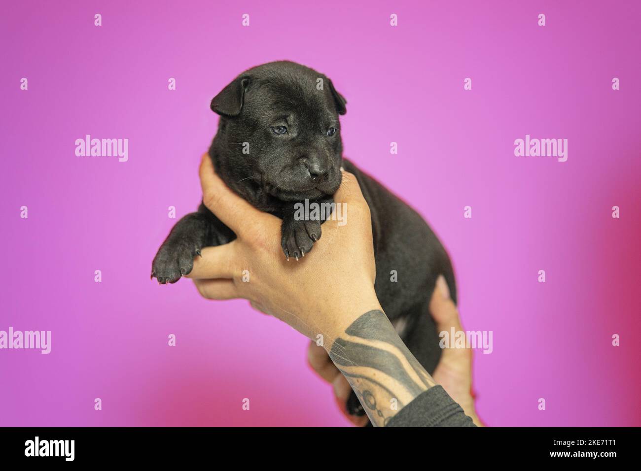 Thai Ridgeback Puppy Stock Photo - Alamy