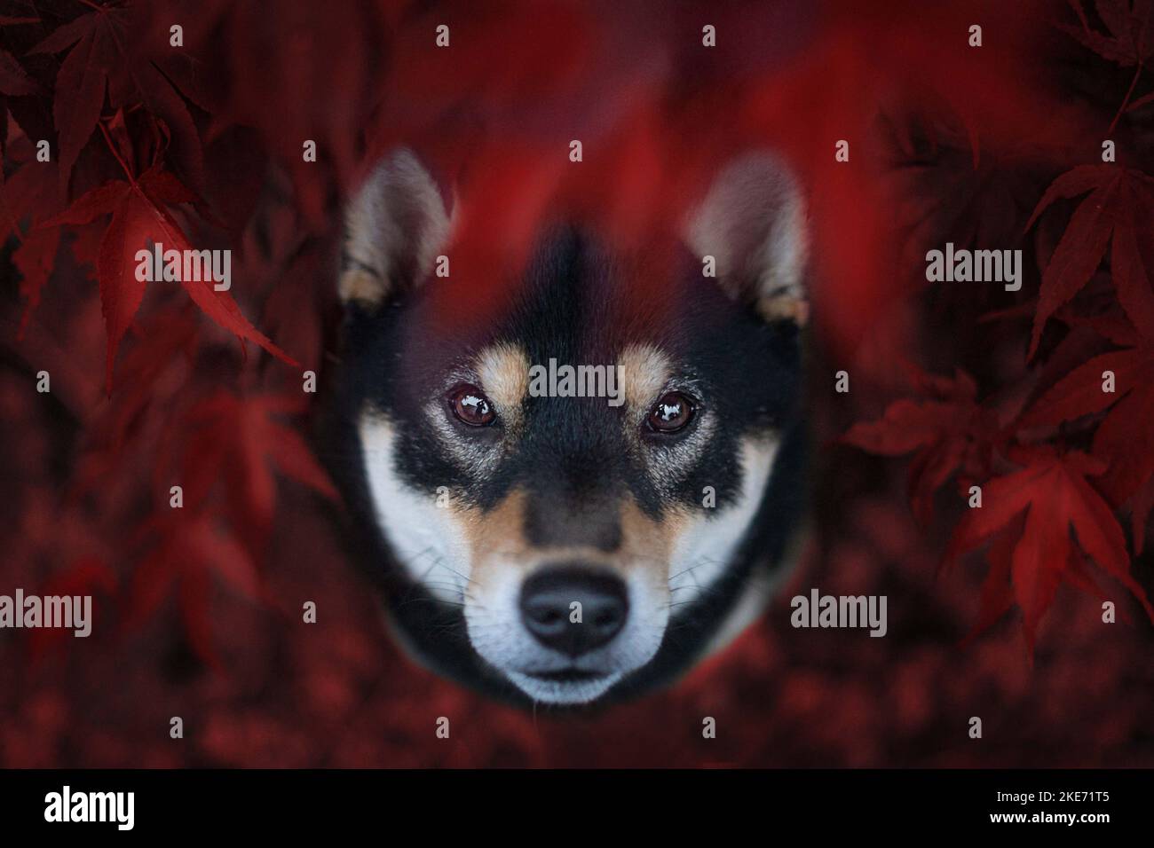 Shiba Inu Portrait Stock Photo - Alamy